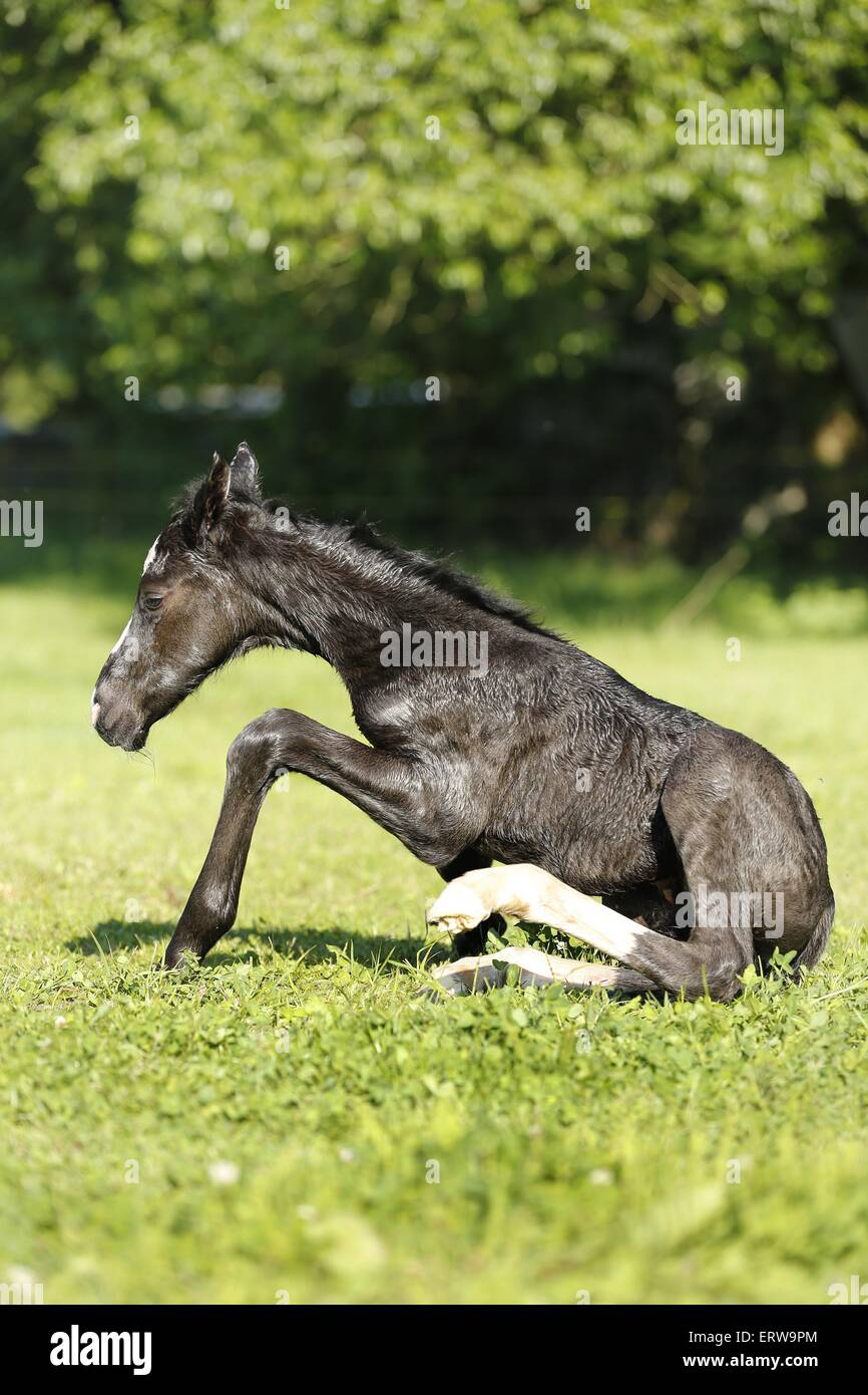 Cavalla e puledro appena nato immagini e fotografie stock ad alta ...