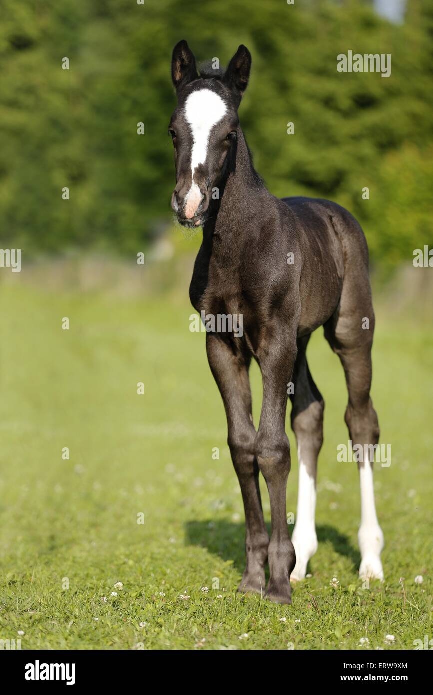 Puledro di cavallo in piedi in estate immagini e fotografie stock ad ...