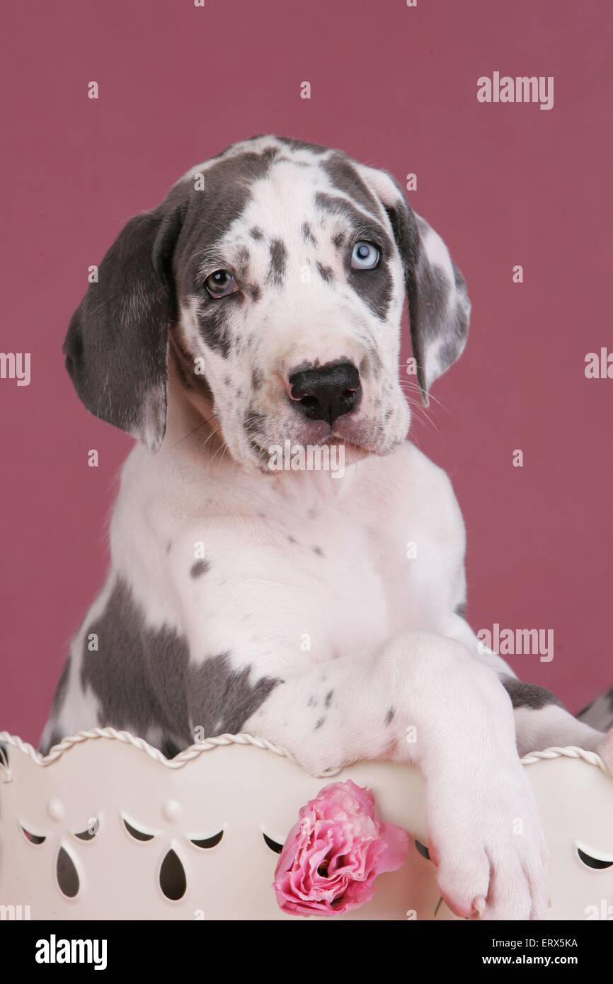 Cuccioli e rose immagini e fotografie stock ad alta risoluzione - Alamy