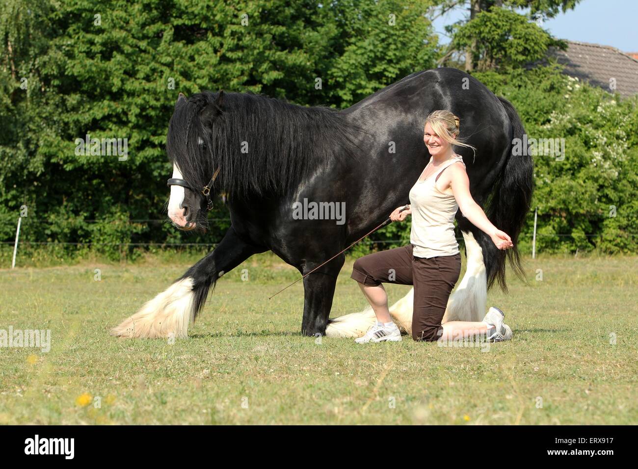 Stallion shire horse immagini e fotografie stock ad alta risoluzione ...