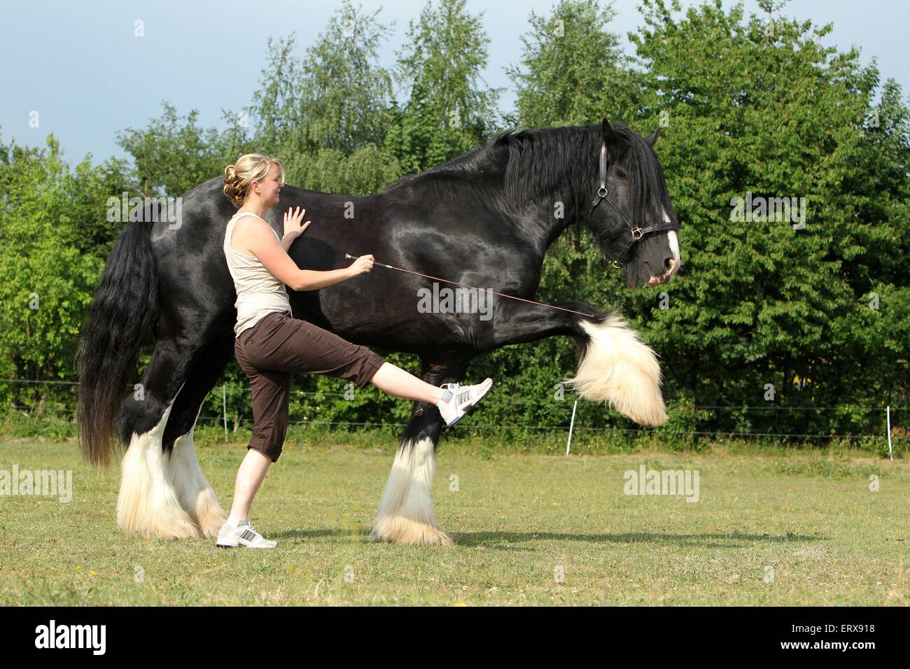 Passo del cavallo bianco immagini e fotografie stock ad alta ...