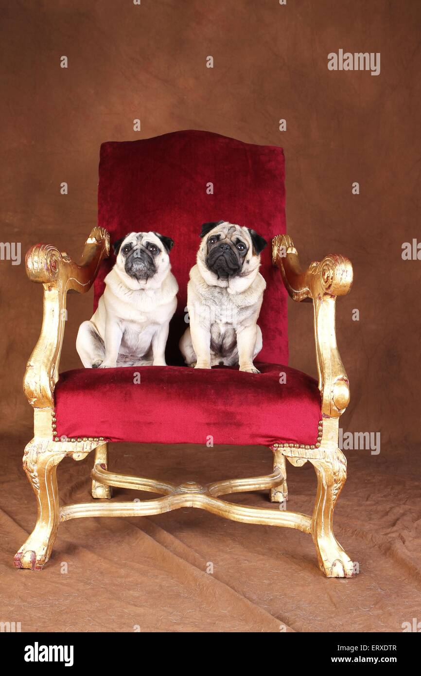 Carlini di razza immagini e fotografie stock ad alta risoluzione - Alamy