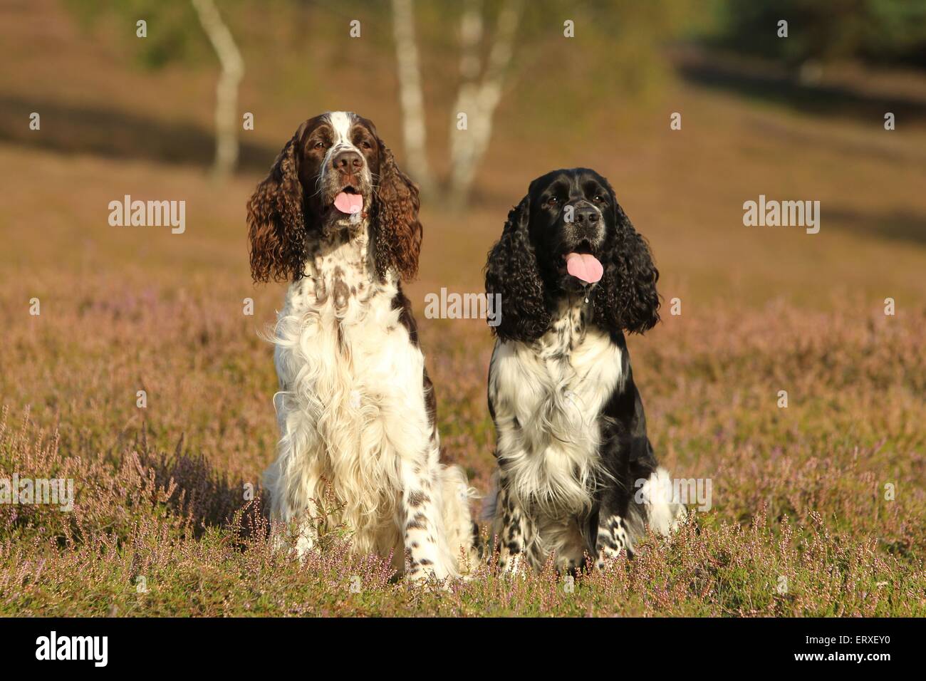 English springer spaniels immagini e fotografie stock ad alta ...