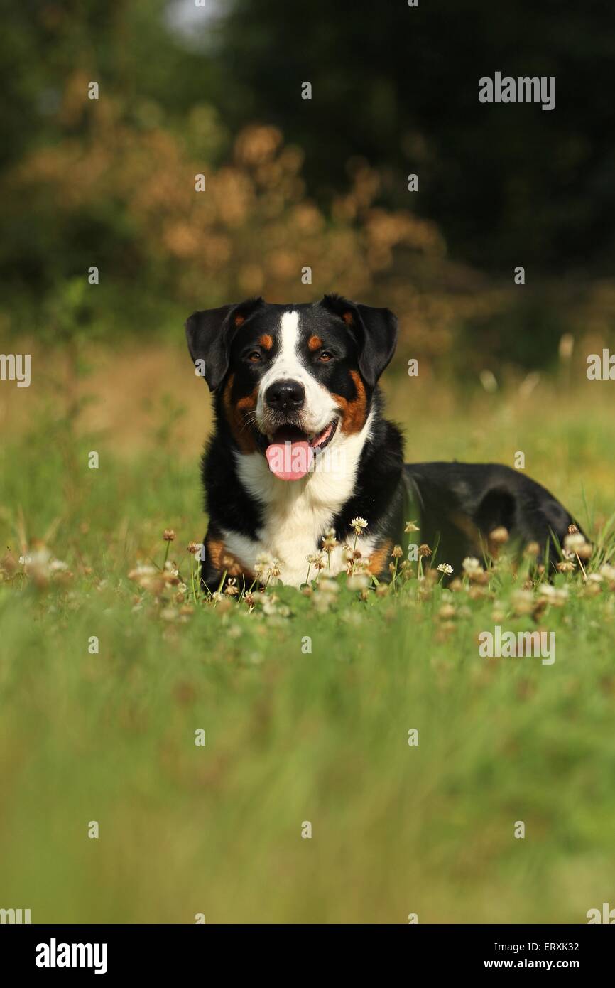 Prato del cane di montagna di appenzell immagini e fotografie stock ad ...