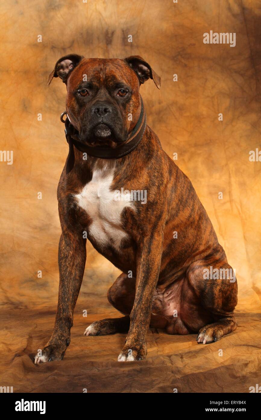 Cane boxer adulto immagini e fotografie stock ad alta risoluzione - Alamy