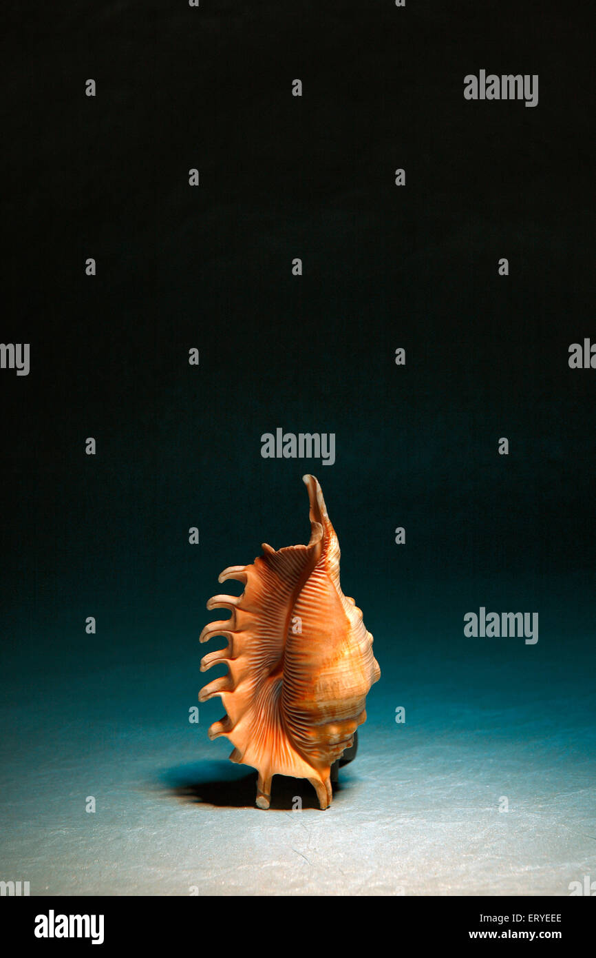 Conch shell immagini e fotografie stock ad alta risoluzione - Alamy