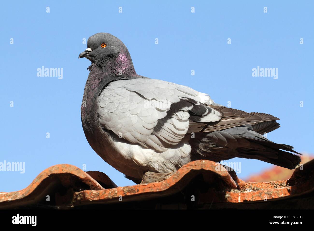 Piccione blu grigio immagini e fotografie stock ad alta risoluzione - Alamy