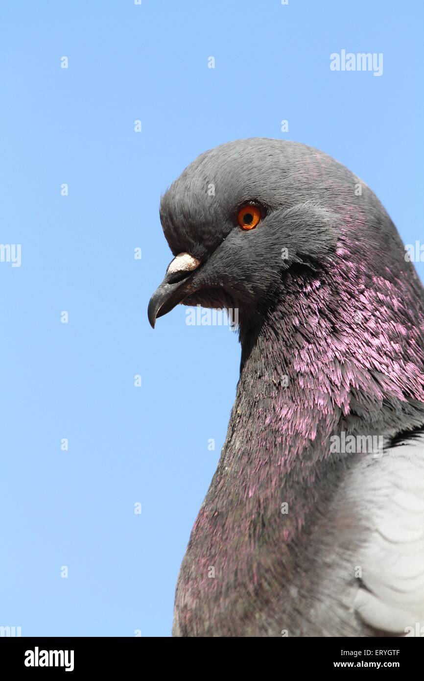 Piccione blu grigio immagini e fotografie stock ad alta risoluzione - Alamy