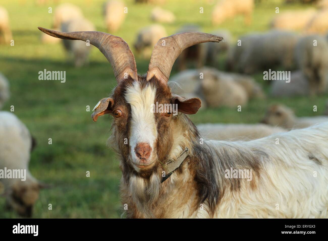 Capra pezzata immagini e fotografie stock ad alta risoluzione - Alamy