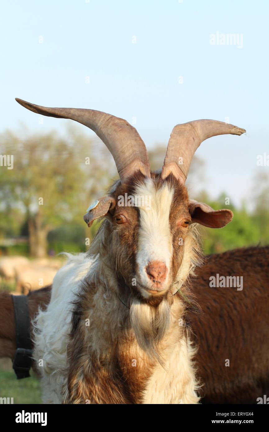 Capra pezzata immagini e fotografie stock ad alta risoluzione - Alamy