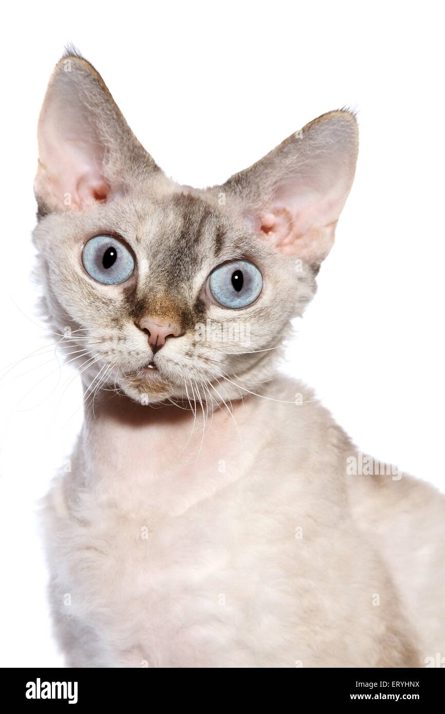 Gatto devon rex immagini e fotografie stock ad alta risoluzione - Alamy
