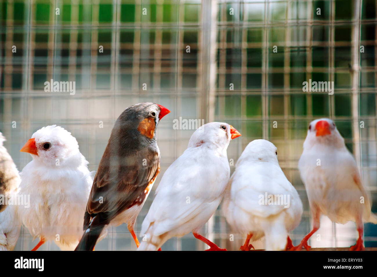 St helena waxbill bird immagini e fotografie stock ad alta risoluzione ...