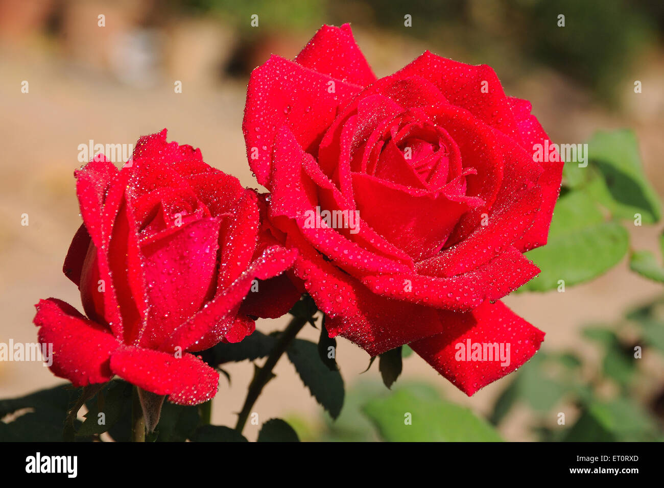 Two red roses immagini e fotografie stock ad alta risoluzione - Alamy