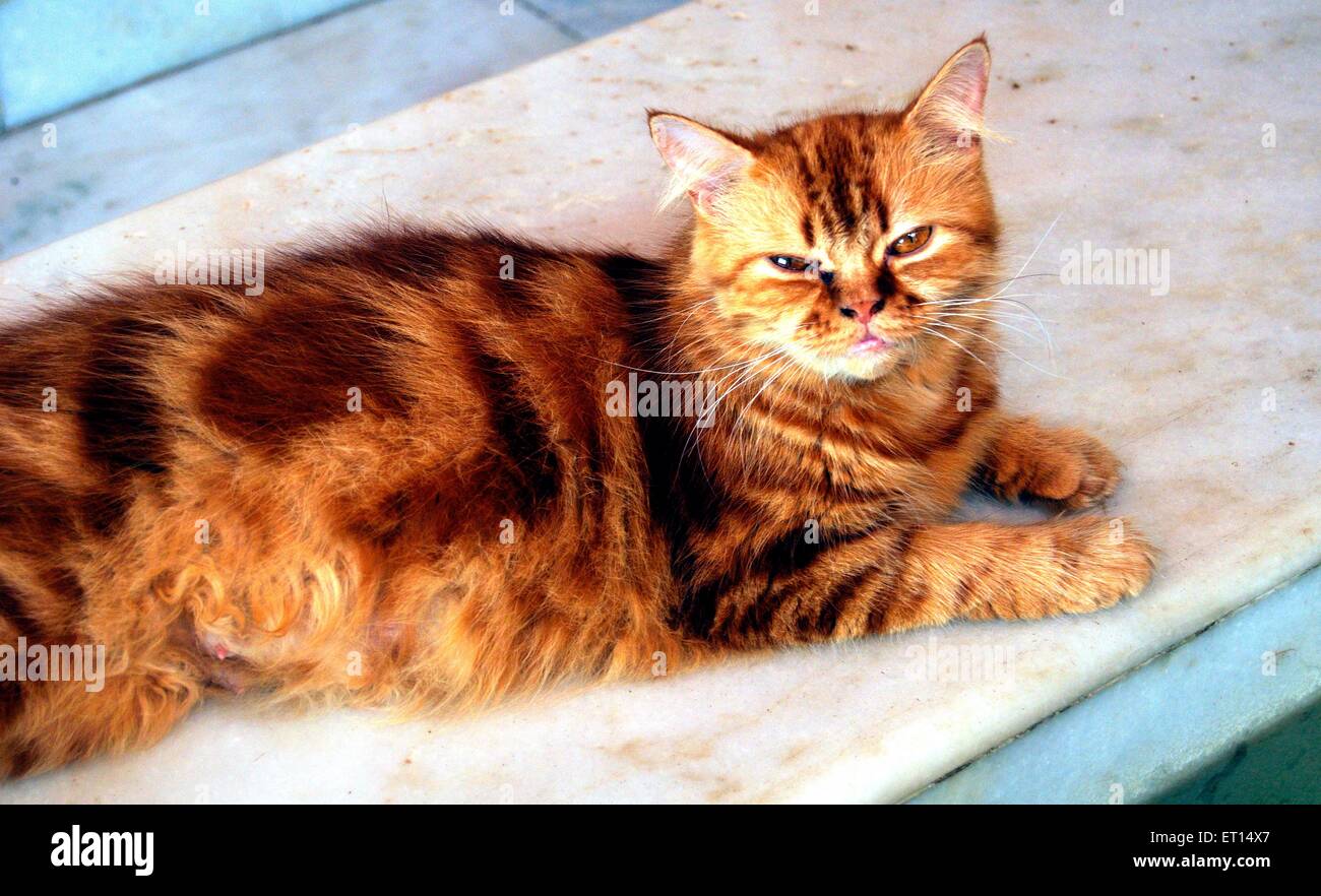 Gatti marroni immagini e fotografie stock ad alta risoluzione - Alamy