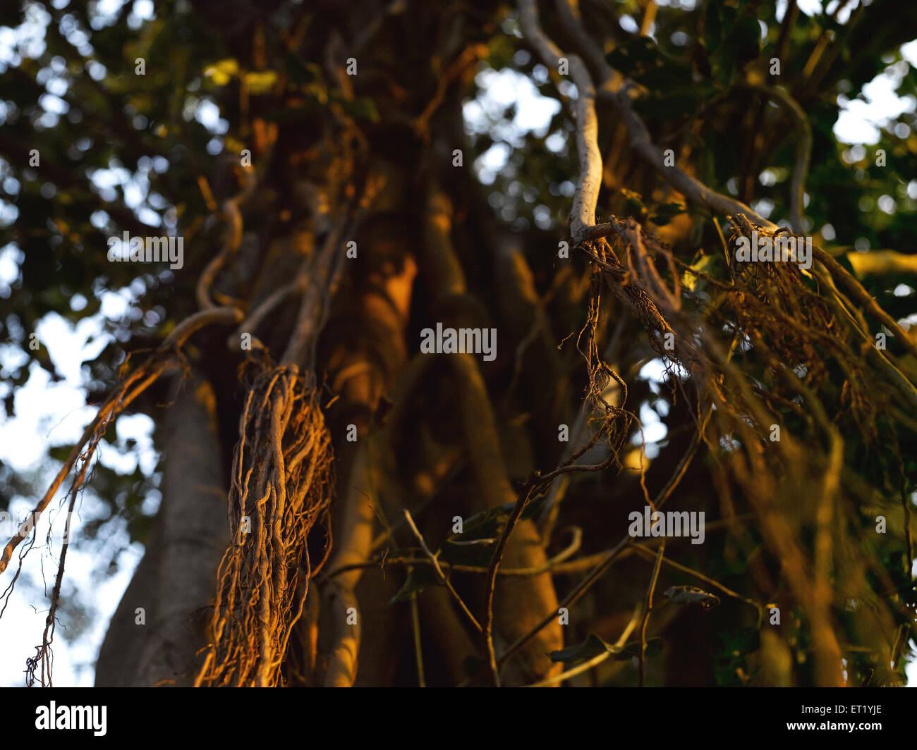 L'albero dell'india immagini e fotografie stock ad alta risoluzione - Alamy