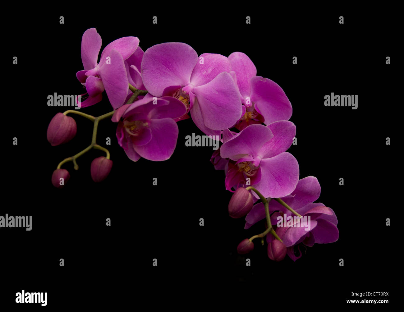 belle orchidee su sfondo nero, sfondo neutro, bella, fiori, viola, rosa ...