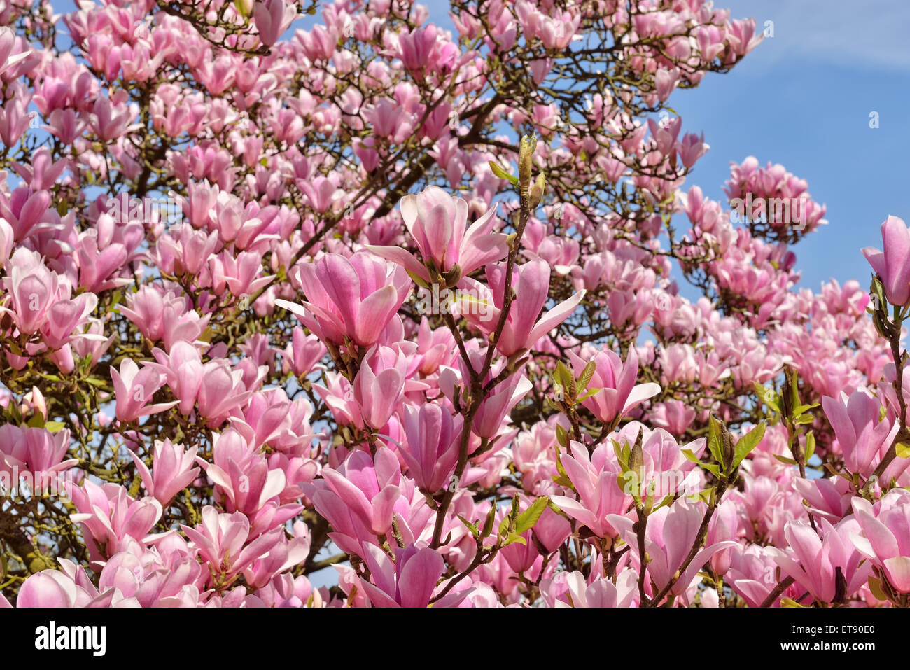 Albero di magnolia gigante immagini e fotografie stock ad alta ...