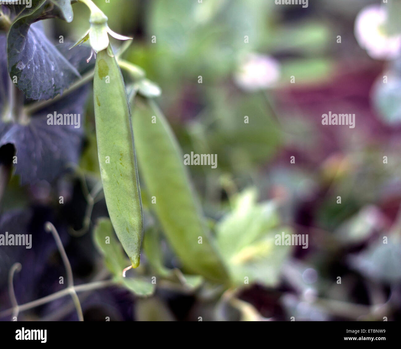 Pianta di pisello verde immagini e fotografie stock ad alta risoluzione ...