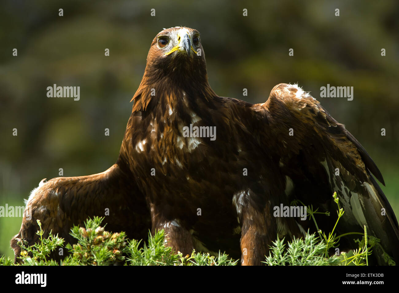 Piumaggio dell'aquila reale immagini e fotografie stock ad alta ...