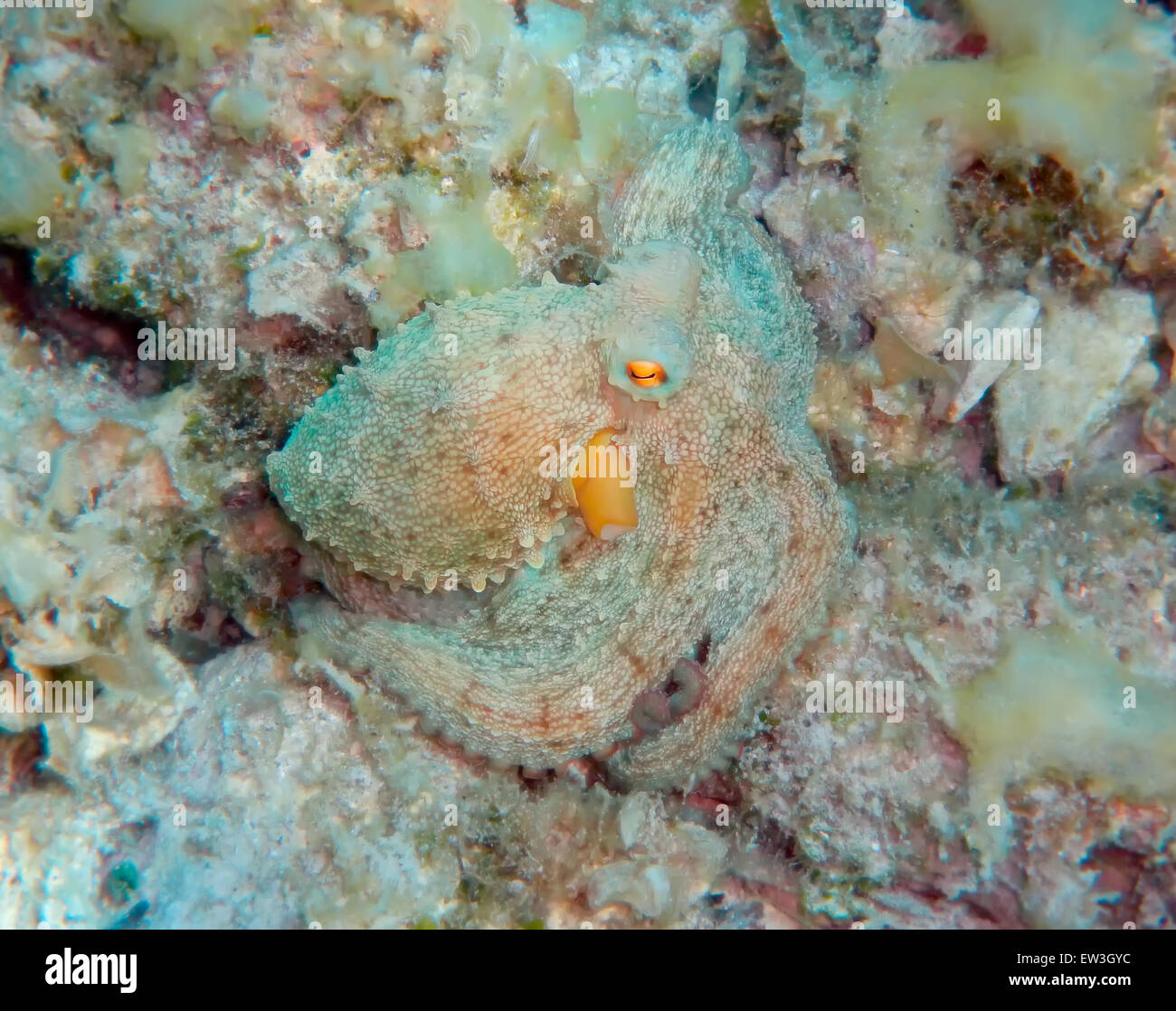 Fondali marini immagini e fotografie stock ad alta risoluzione - Alamy