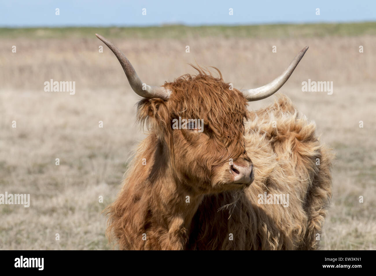 Mucca con le corna immagini e fotografie stock ad alta risoluzione - Alamy