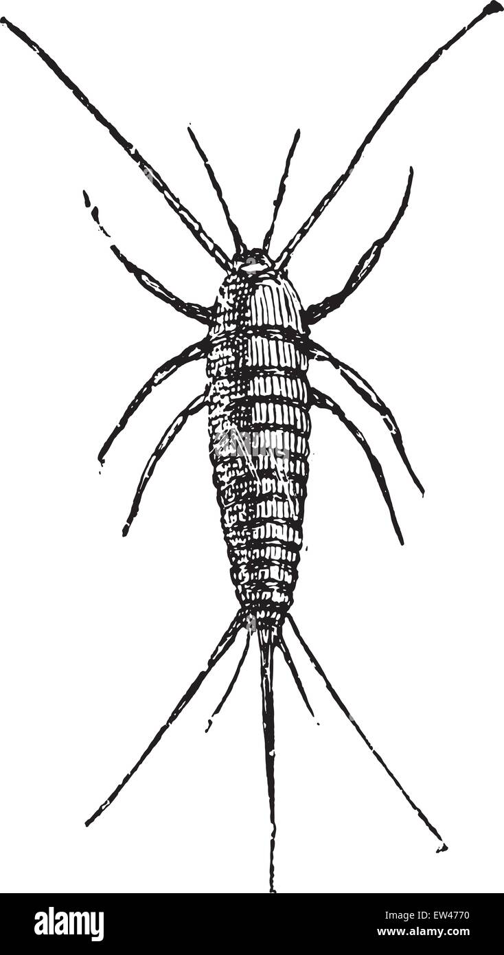 Silverfish lepisma saccharina Immagini Vettoriali Stock - Alamy