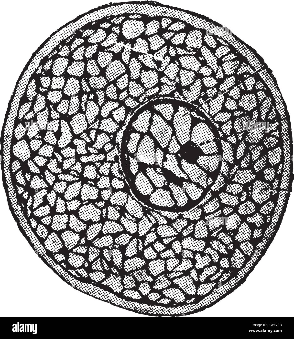 Diagramma struttura microbiologia immagini e fotografie stock ad alta ...