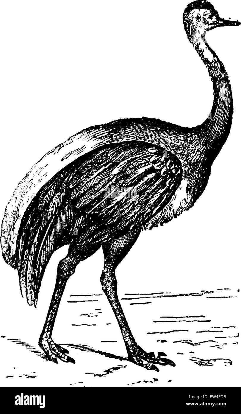 Struzzo americano Immagini Vettoriali Stock - Alamy