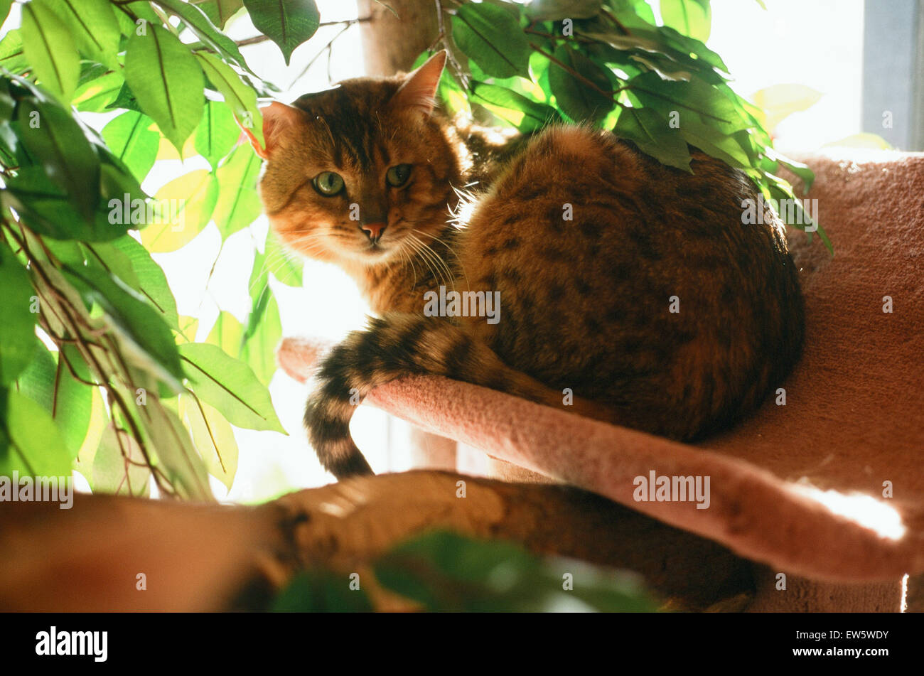 Gatti e piante immagini e fotografie stock ad alta risoluzione - Alamy