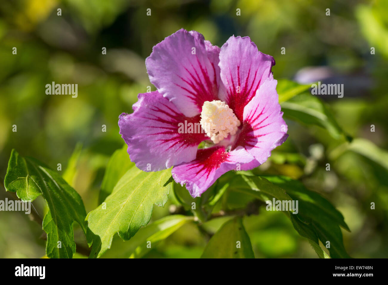 Ibisco rosa di Sharon, rosa malva, Echter su Roseneibisch ...