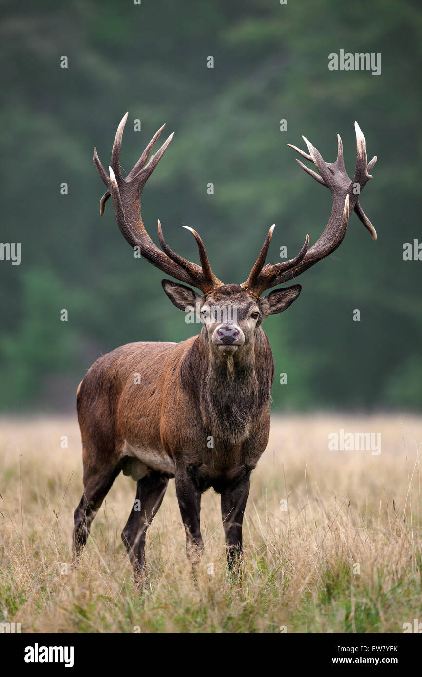 Il cervo (Cervus elaphus) feste di addio al celibato con enormi corna ...