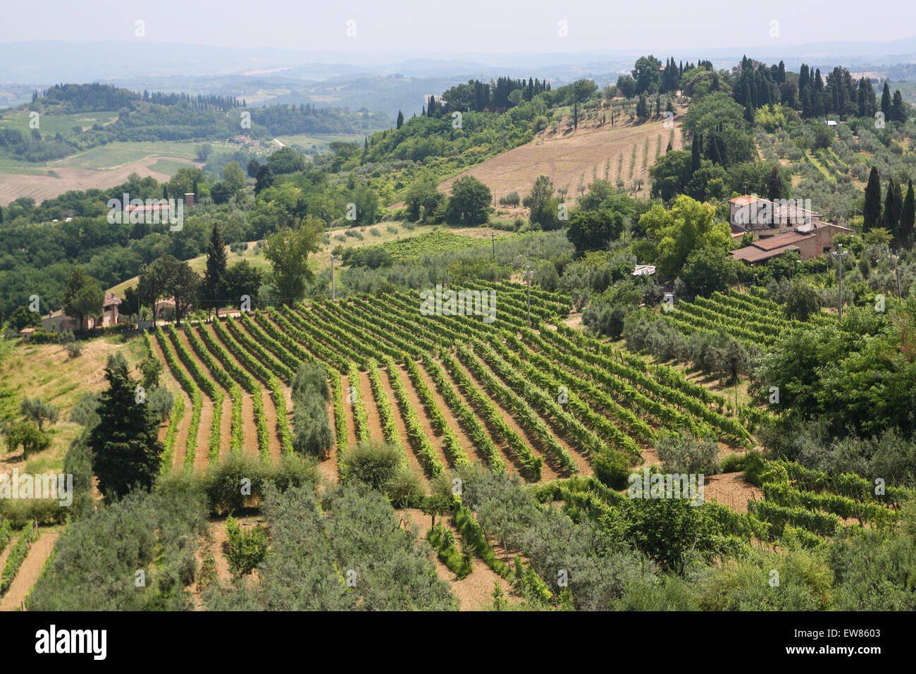 Vigneti toscana italia june chianti immagini e fotografie stock ad alta ...
