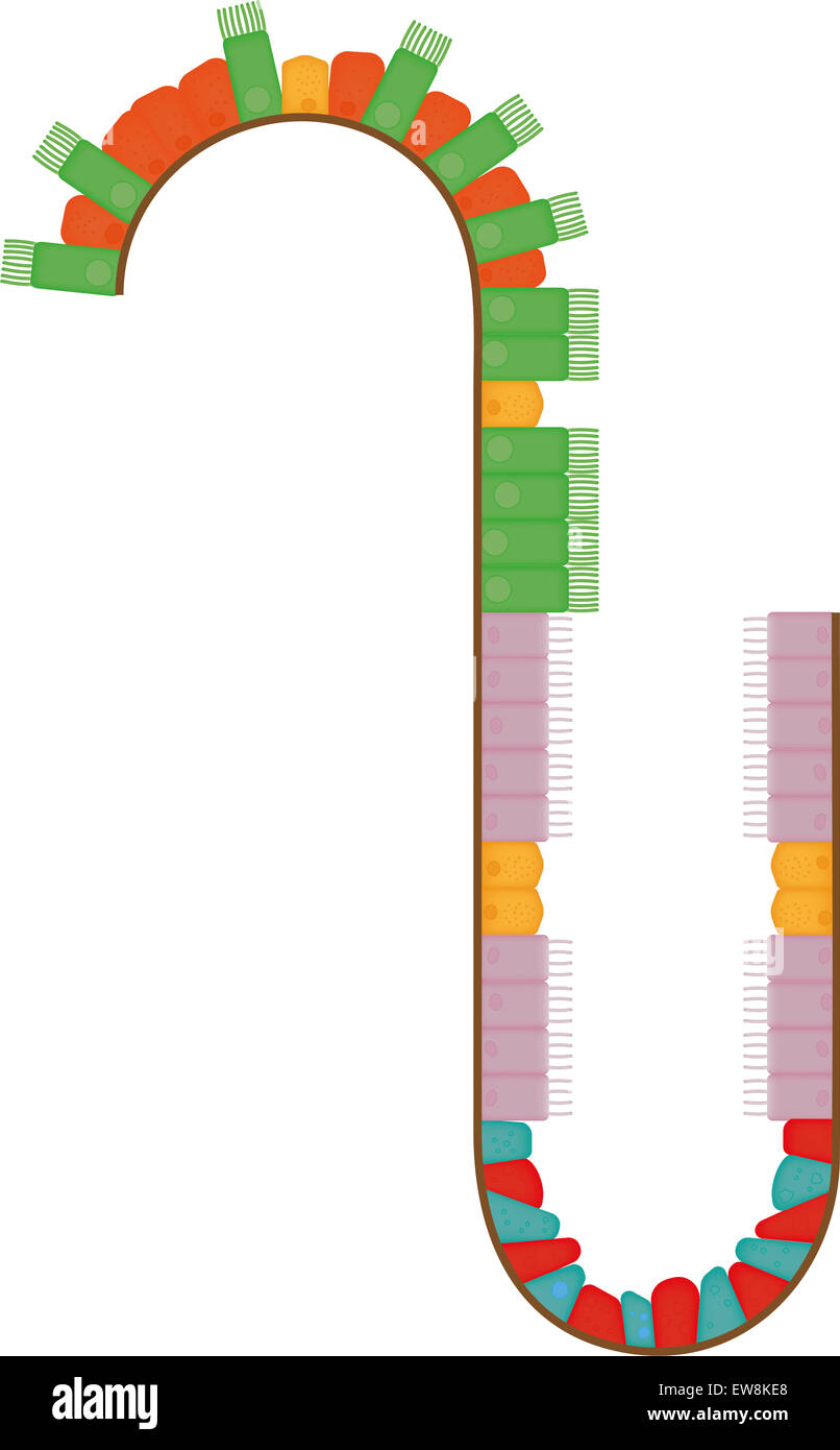 Cripta di lieberkuhn immagini e fotografie stock ad alta risoluzione ...