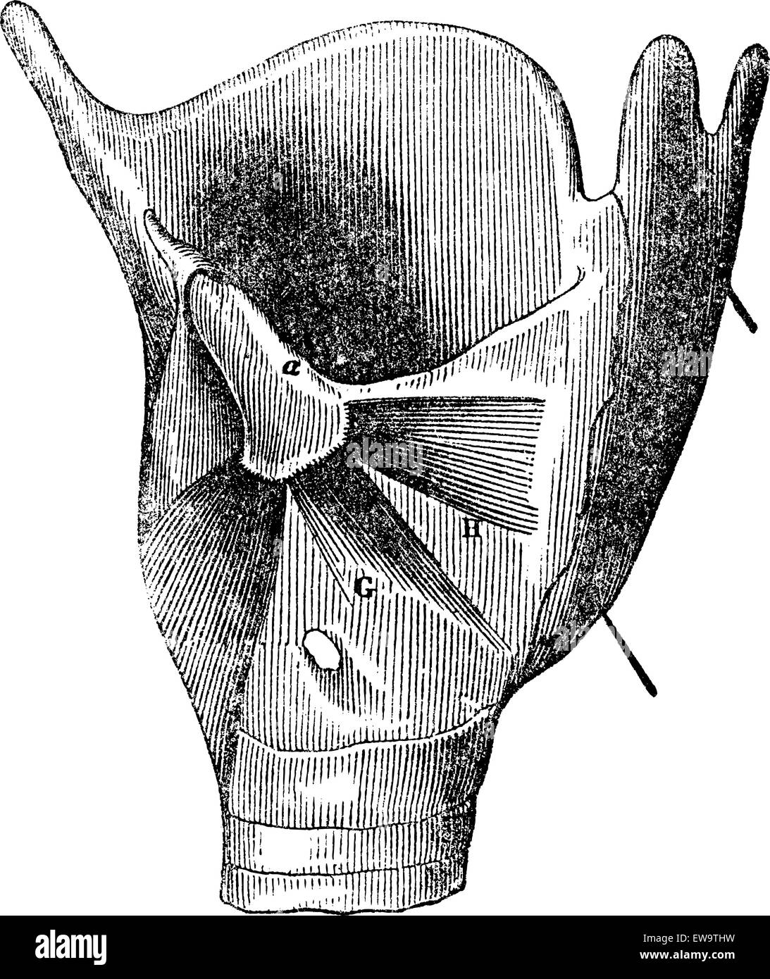 Anatomia della laringe immagini e fotografie stock ad alta risoluzione ...