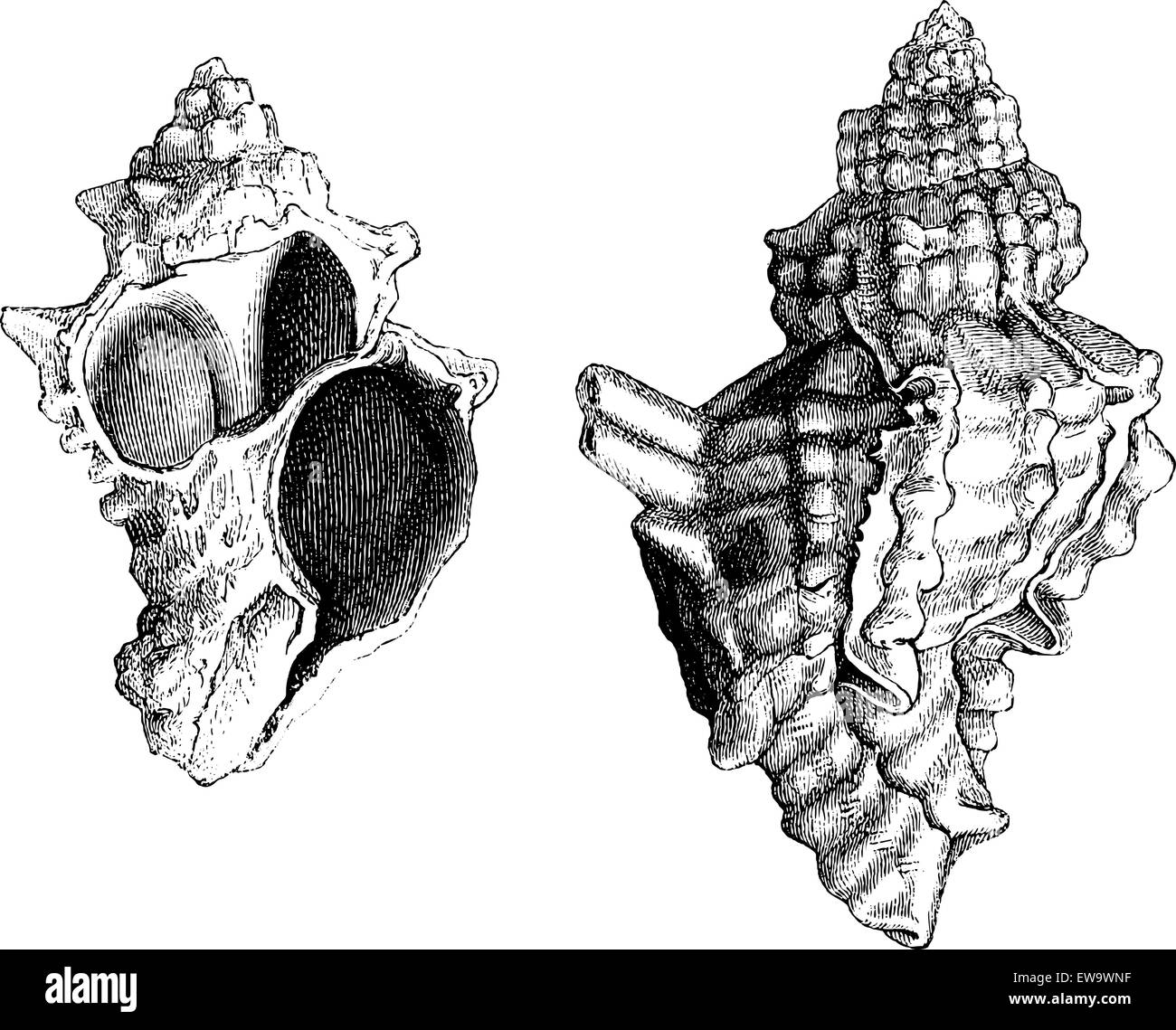 Arte fenicia Immagini Vettoriali Stock - Alamy
