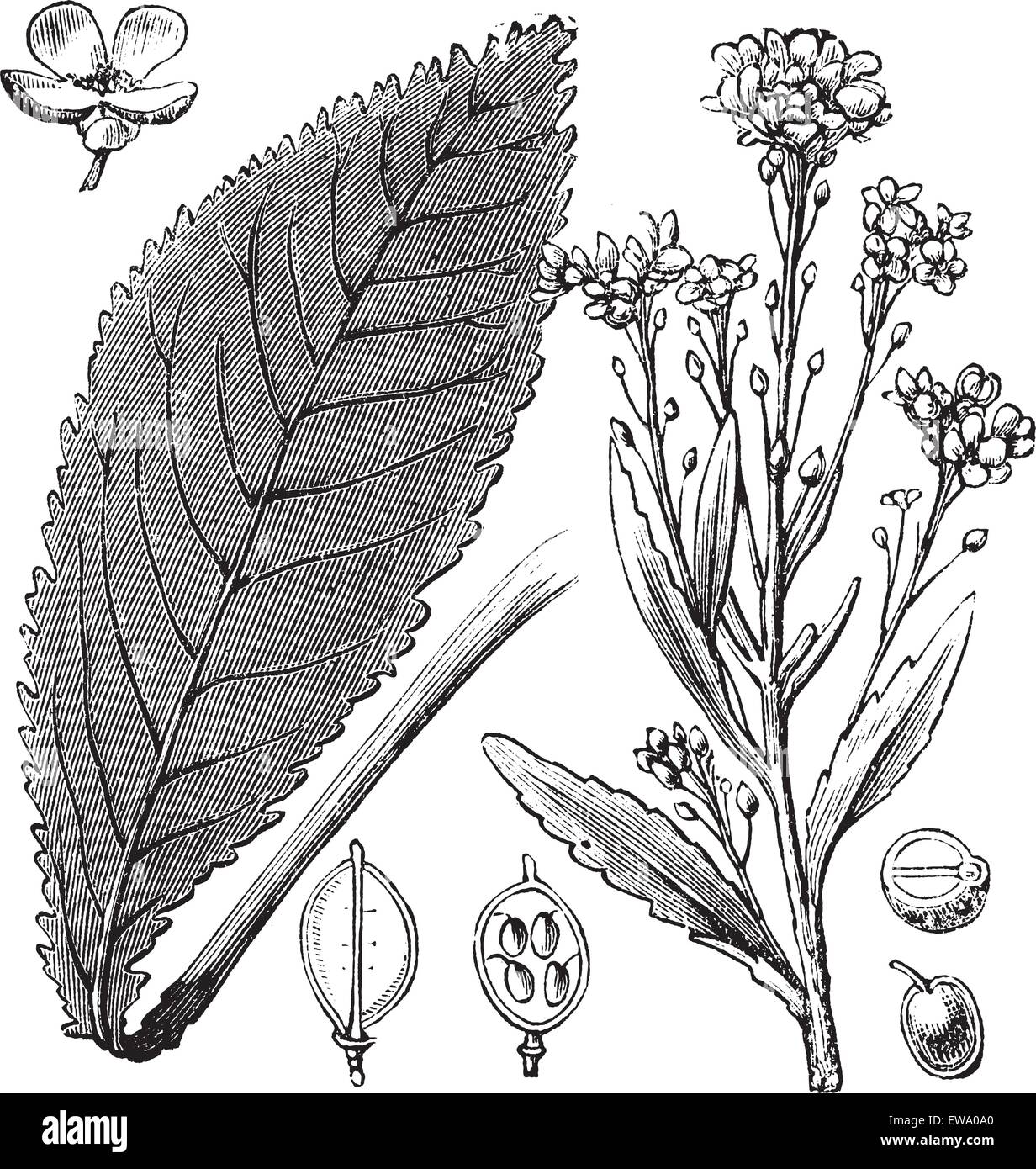 Disegno di scorbuto Immagini Vettoriali Stock - Alamy