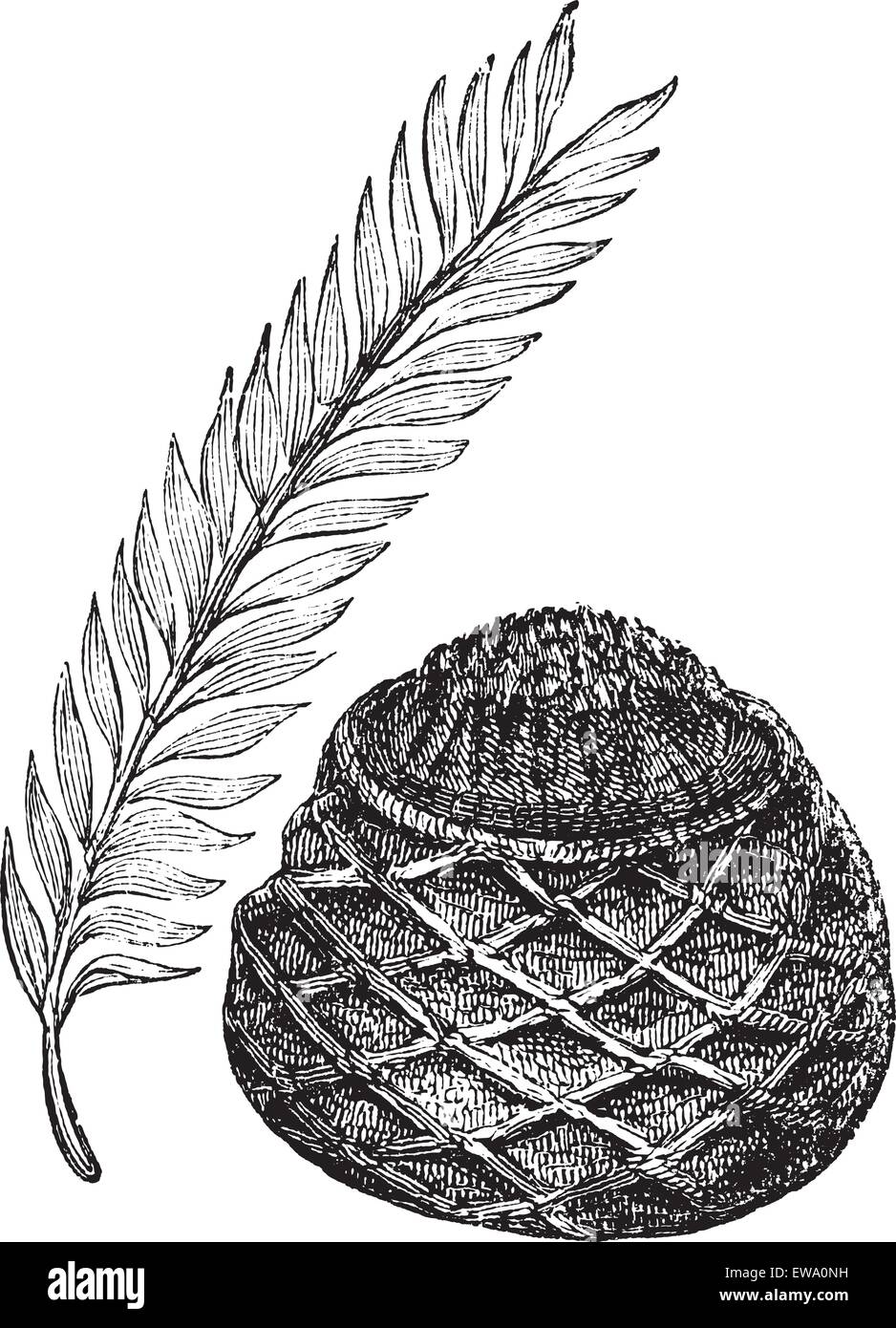 Cycas revoluta sago cycad Immagini Vettoriali Stock - Alamy