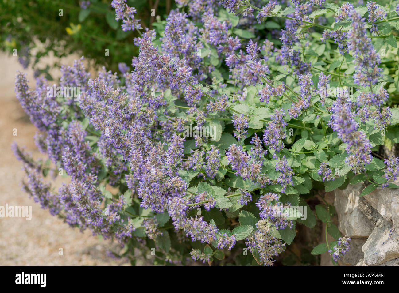 Nepeta o nepitella immagini e fotografie stock ad alta risoluzione - Alamy