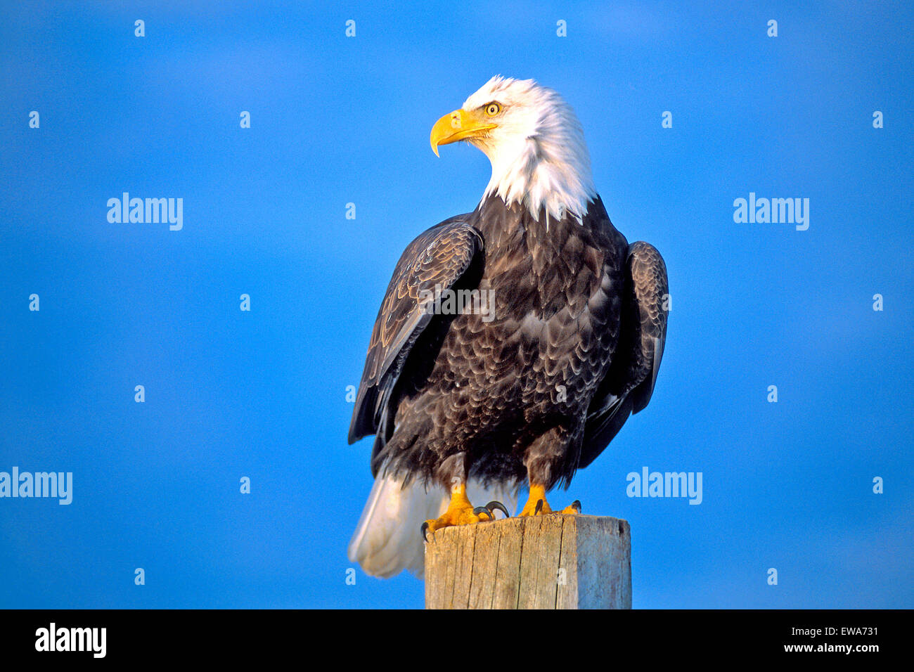 Aquila calva america immagini e fotografie stock ad alta risoluzione ...