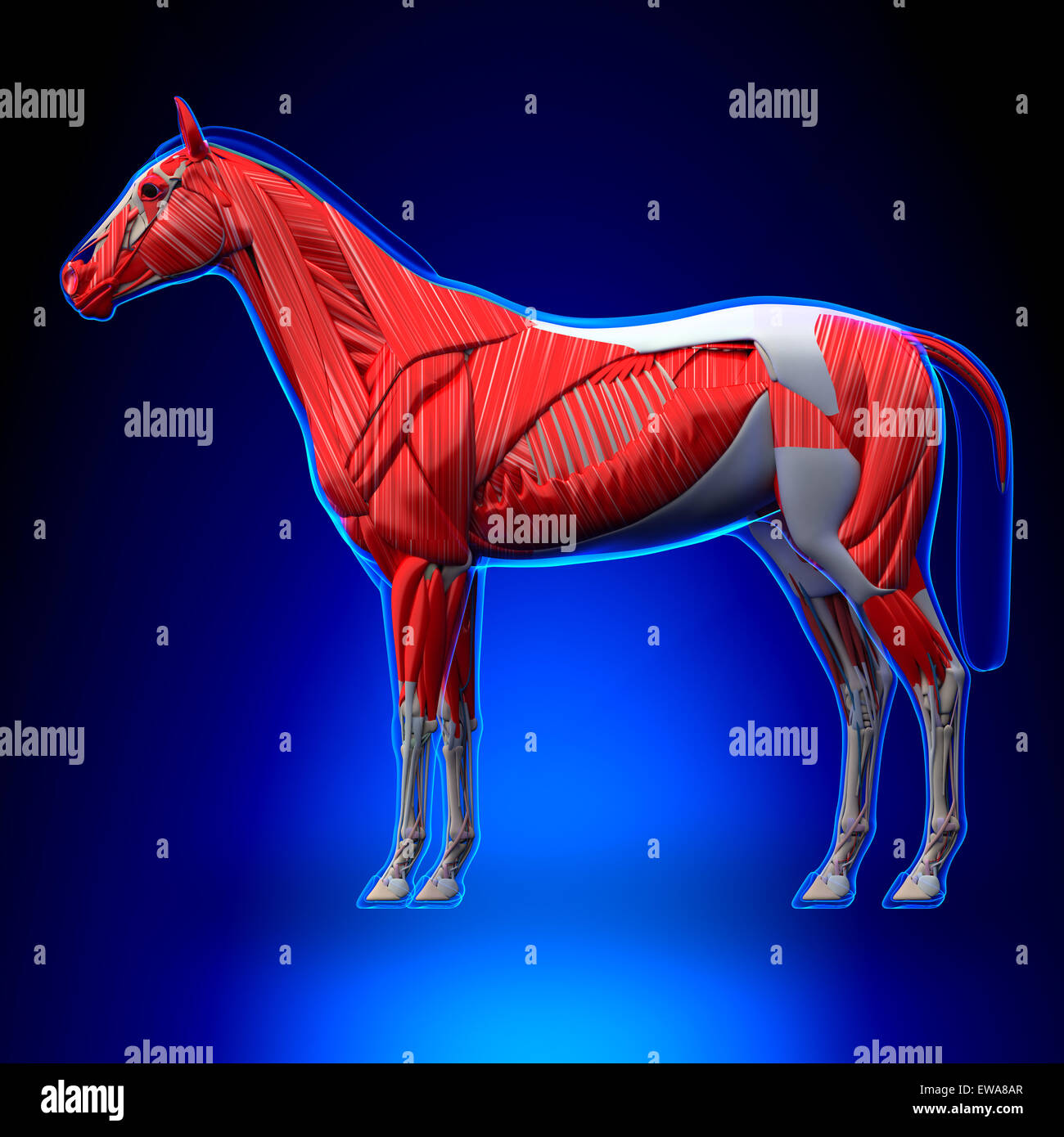 Anatomia cavallo circolatorio immagini e fotografie stock ad alta ...