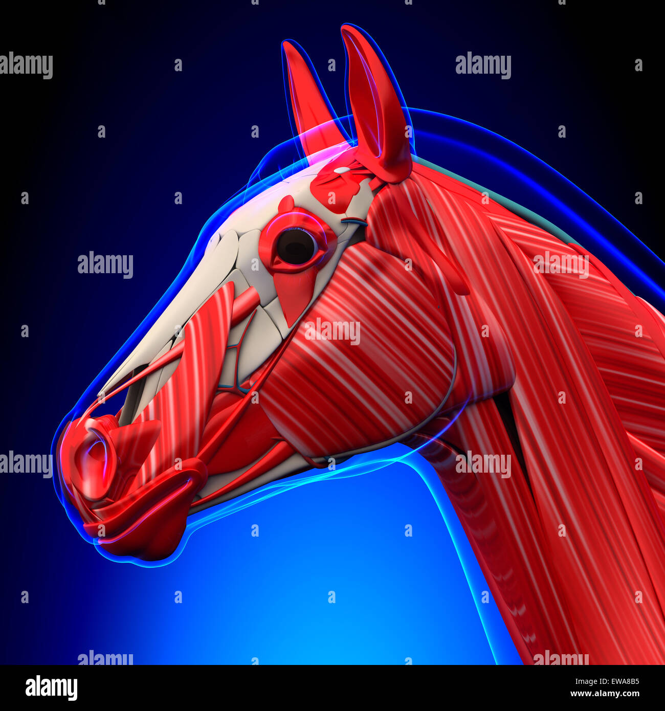 Anatomia del cavallo cuore immagini e fotografie stock ad alta ...