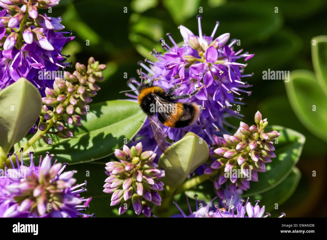 Ape bumblebee impollinazione polline fiore insetto immagini e ...