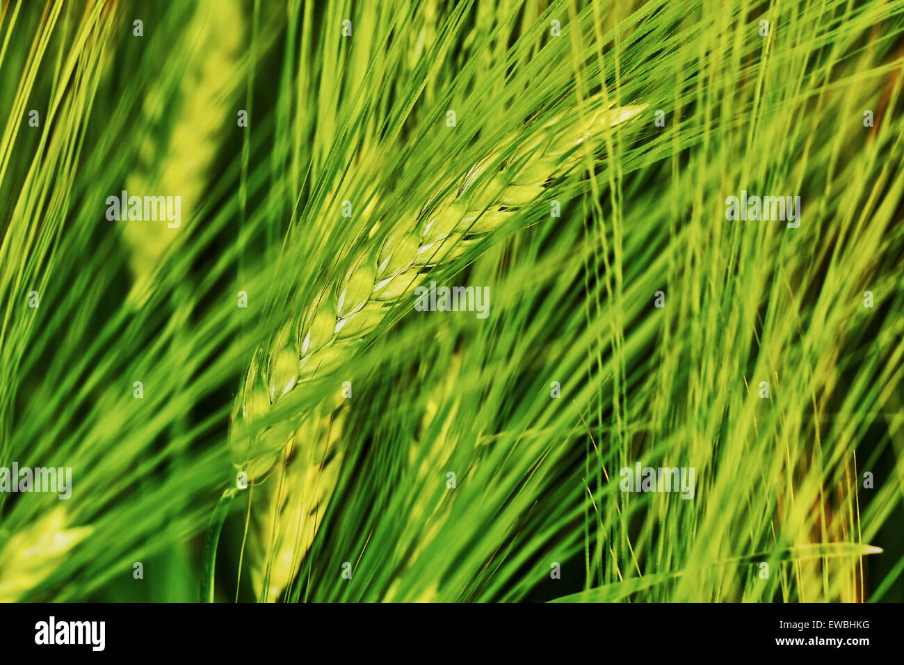 Orzo da campo verde immagini e fotografie stock ad alta risoluzione - Alamy