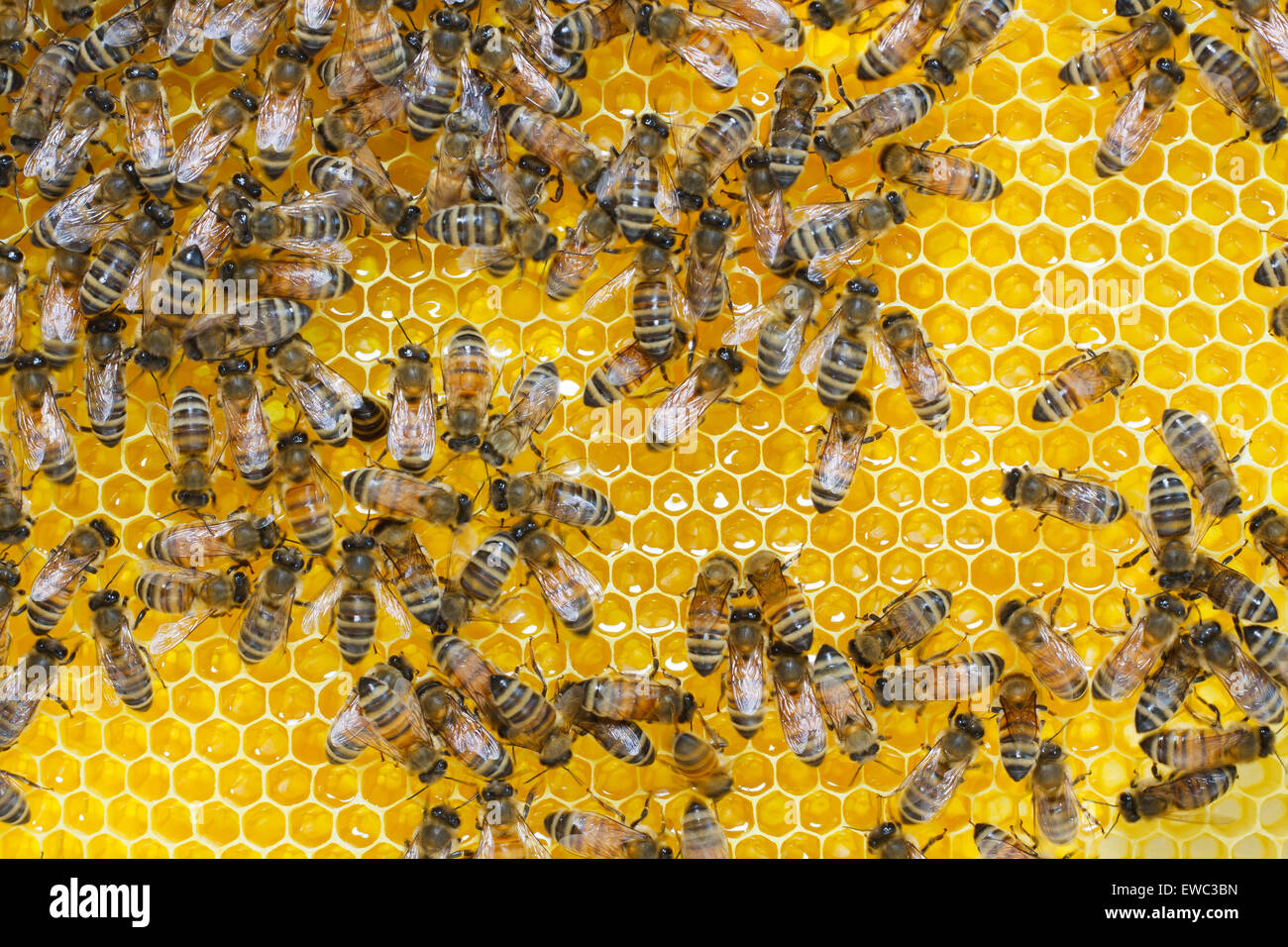 Honey cells immagini e fotografie stock ad alta risoluzione - Alamy