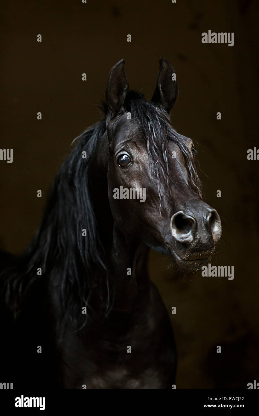 Arabian Horse. Ritratto di stallone nero visto contro uno sfondo nero ...