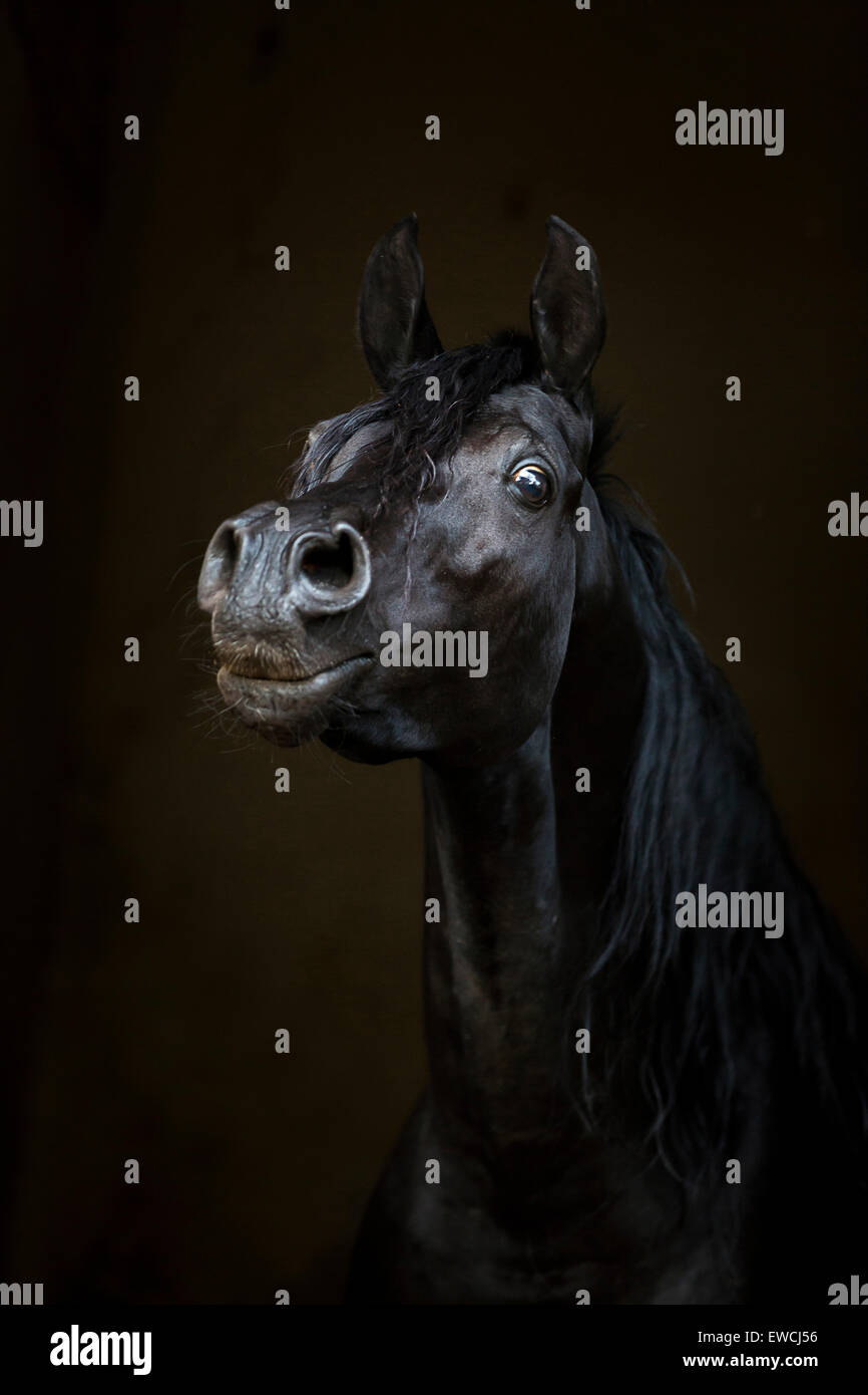 Arabian Horse. Ritratto di stallone nero visto contro uno sfondo nero ...