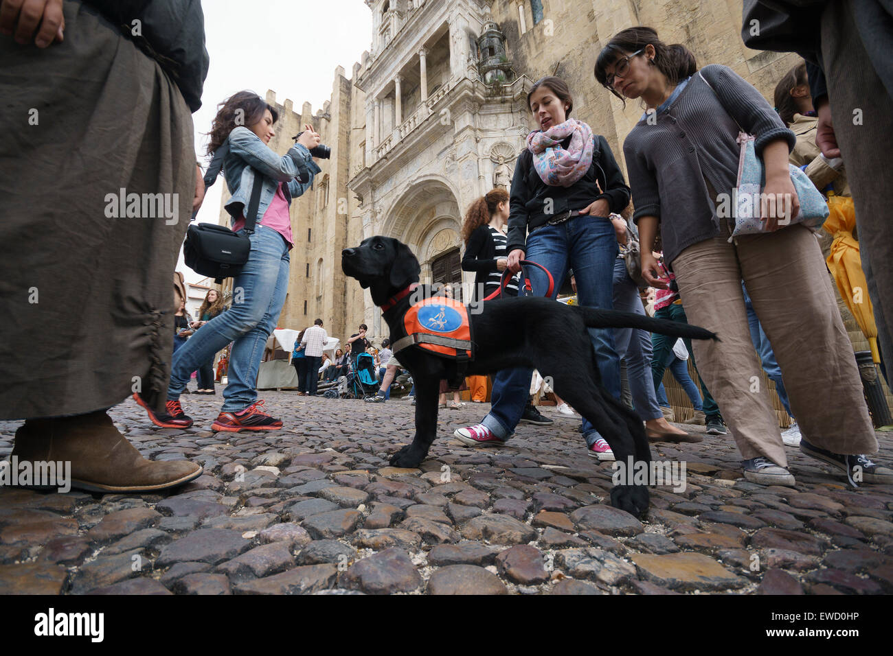 Guida canina immagini e fotografie stock ad alta risoluzione - Alamy