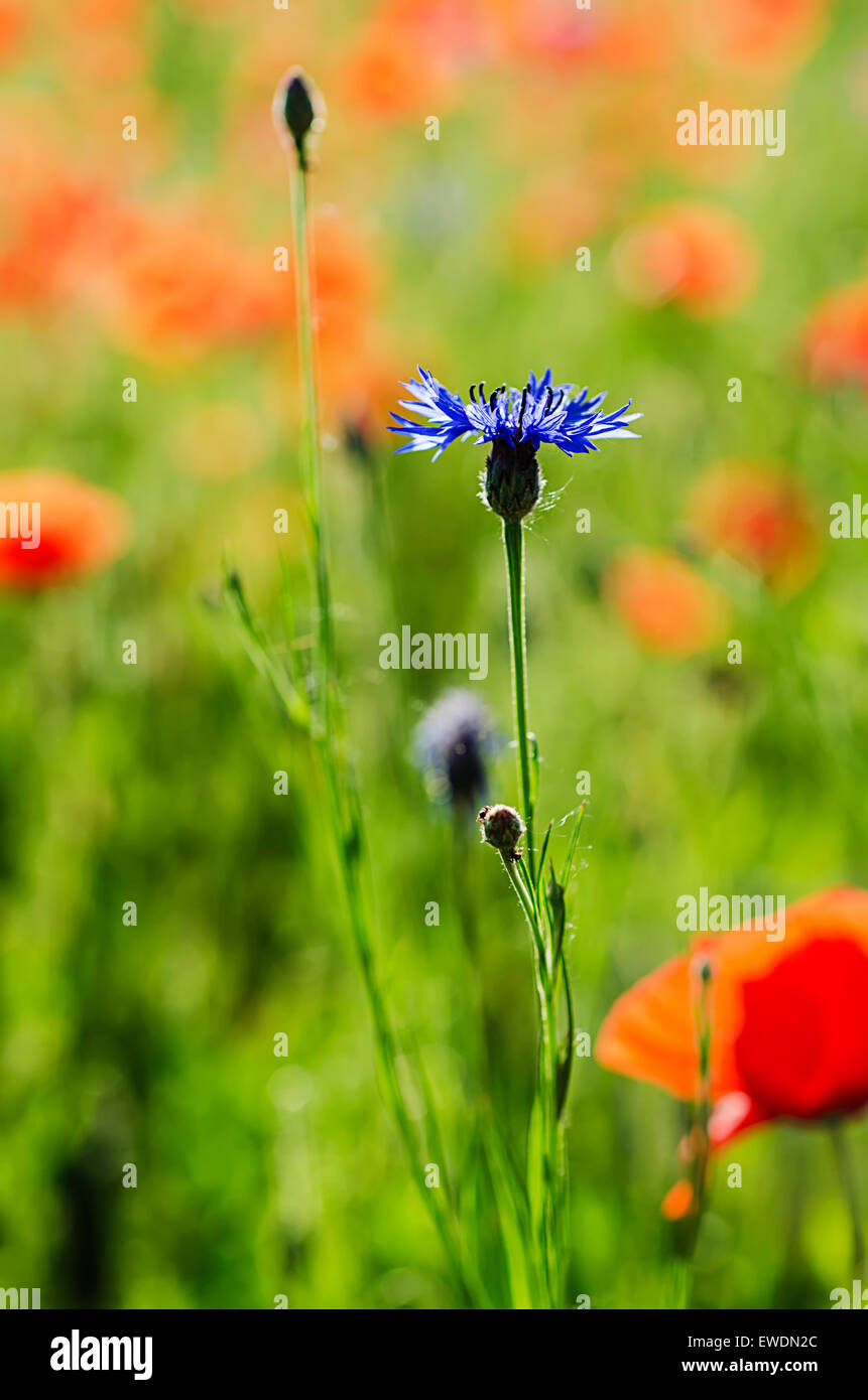 Fiordaliso da colorare immagini e fotografie stock ad alta risoluzione ...