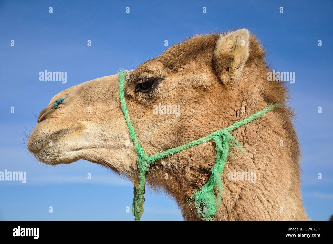 Cammello a piedi immagini e fotografie stock ad alta risoluzione - Alamy