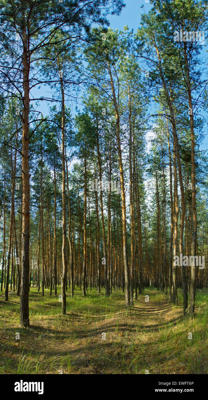 Foresta di alberi ad alto fusto immagini e fotografie stock ad alta ...